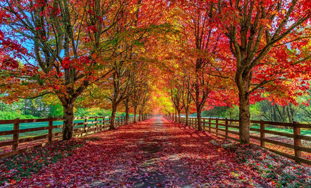 Our Favorite Roads: Fall Colors – revRebel